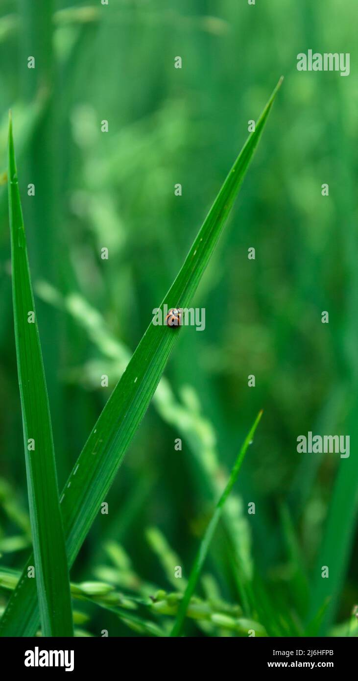 Rice bug with blur background hi-res stock photography and images - Alamy