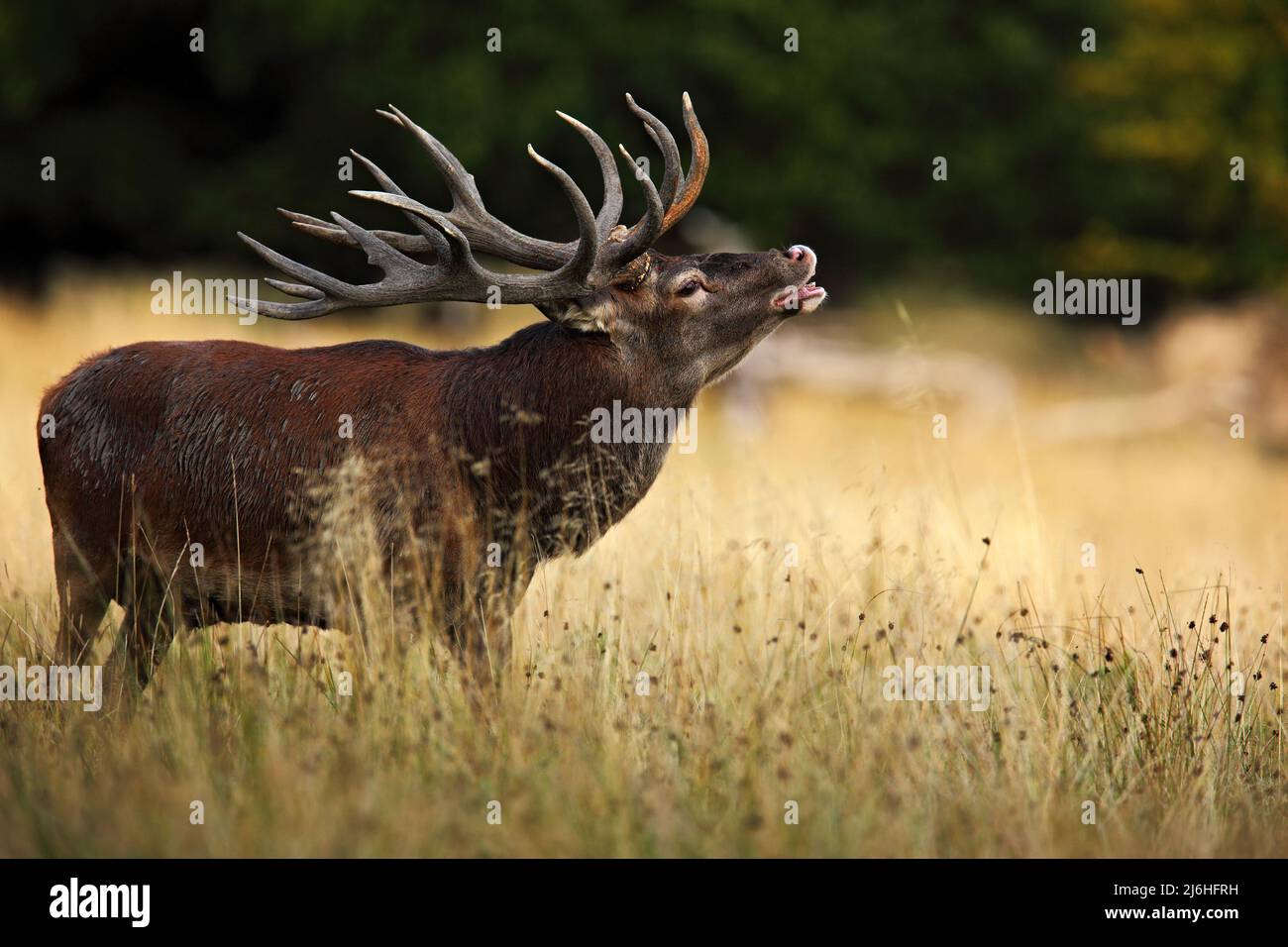 Bellow majestic powerful adult red deer stag in autumn forest, Dyrehave ...