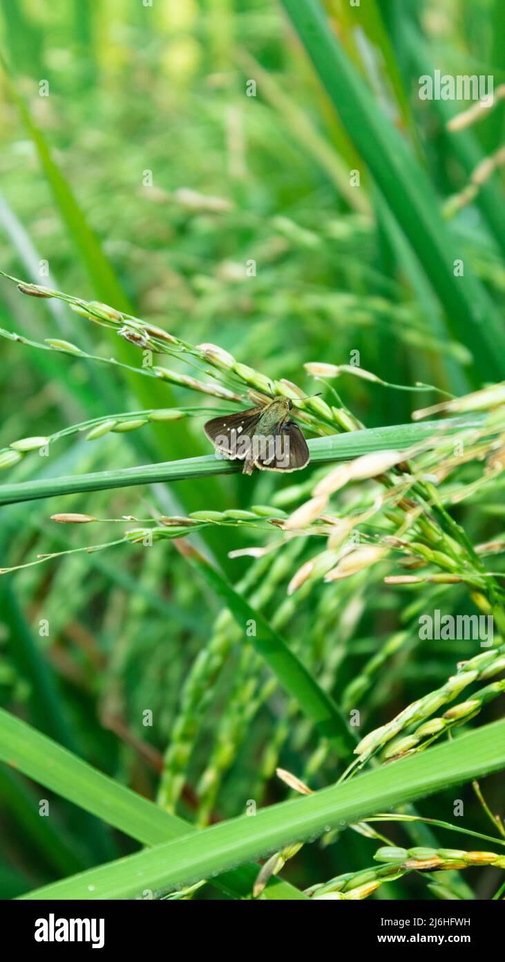 Pest on paddy plany hi-res stock photography and images - Alamy