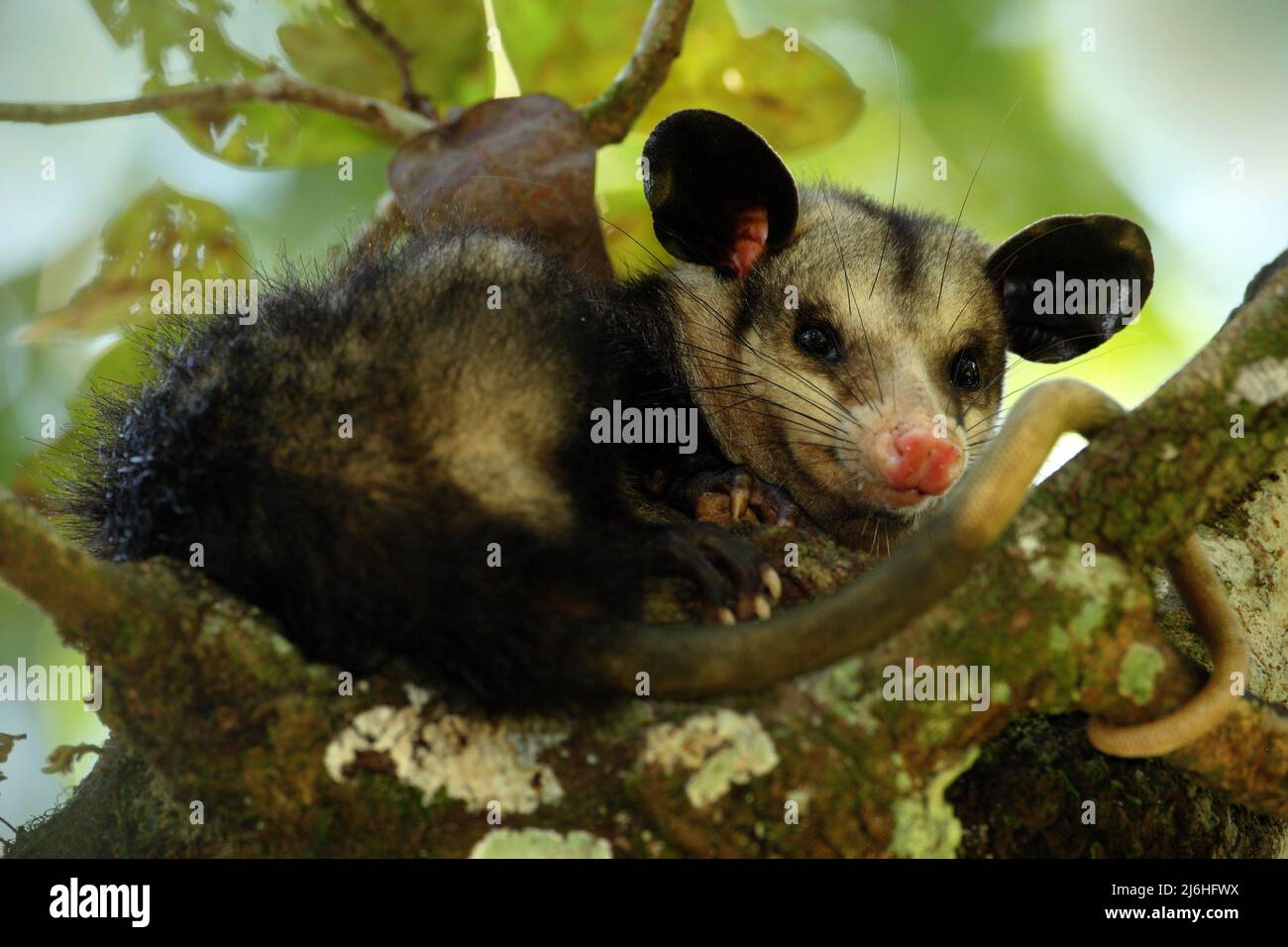 Opossum pouch hi-res stock photography and images - Alamy