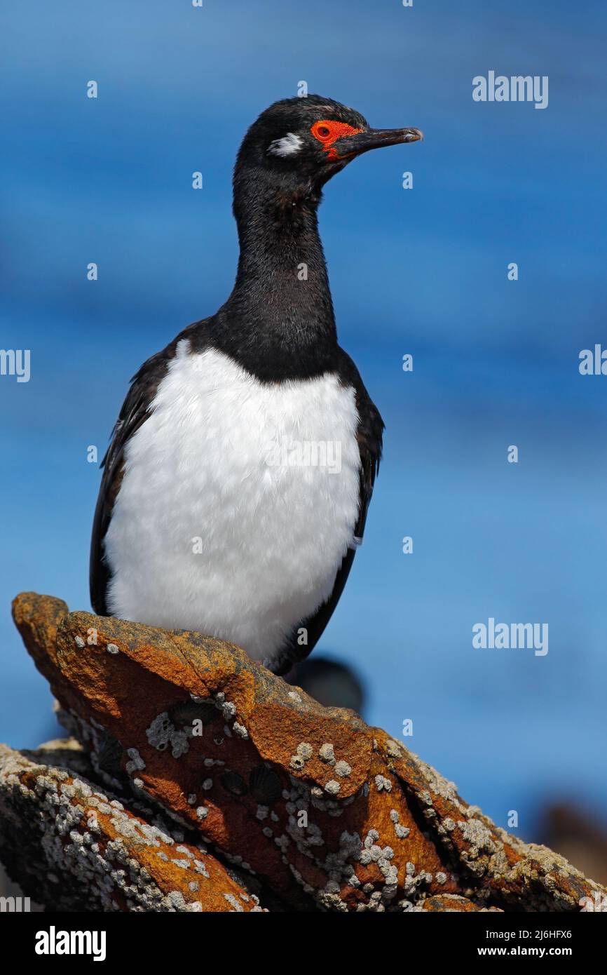 Rock shag phalacrocorax magellanicus hi-res stock photography and ...