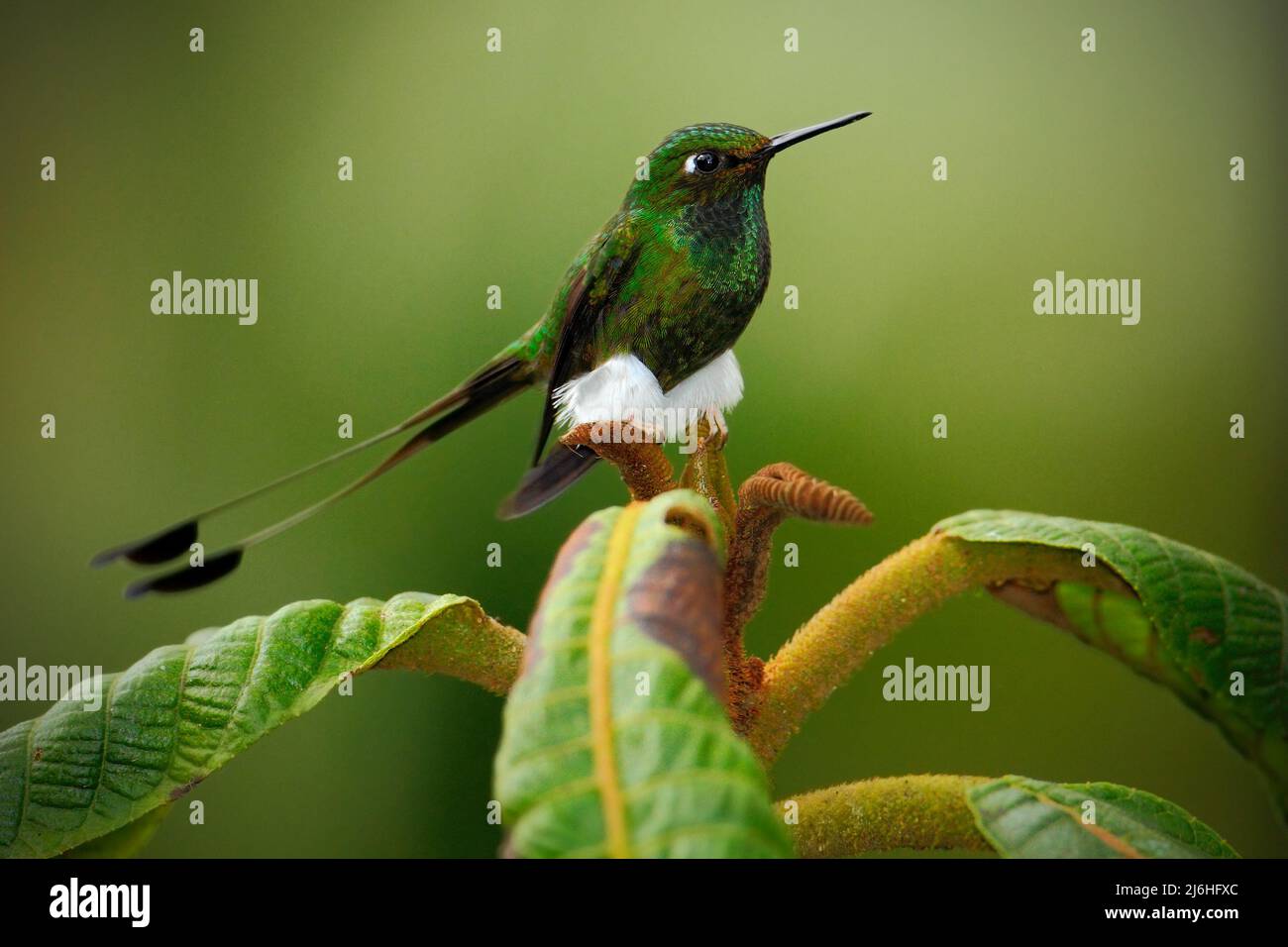 Booted Racket-tail, Ocreatus underwoodii, rare hummingbird from Ecuador ...