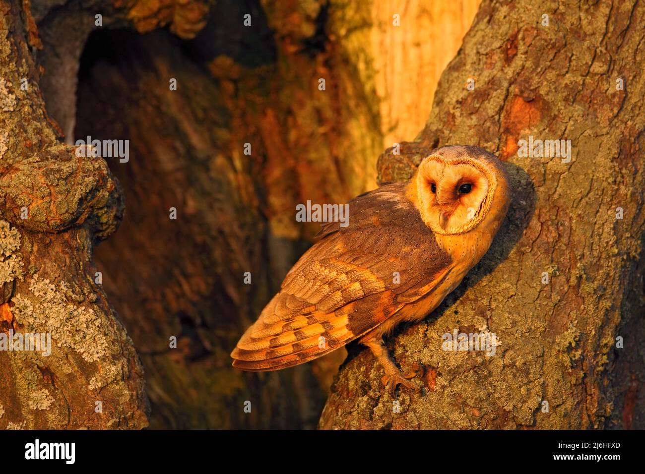 Barn owl hidden in tree hi-res stock photography and images - Alamy