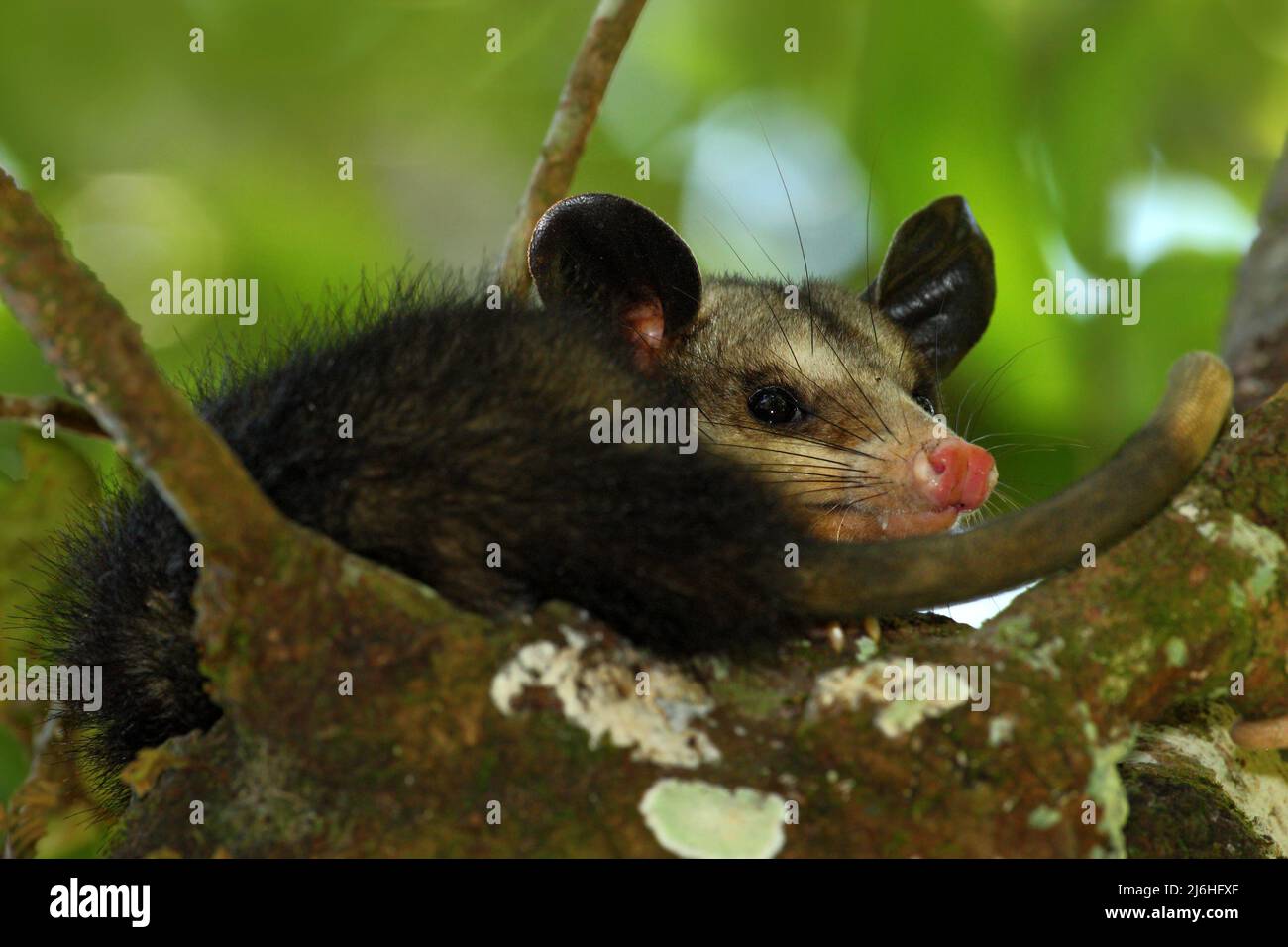 Common Opossum, Didelphis marsupialis, wild nature, Belize Stock Photo ...
