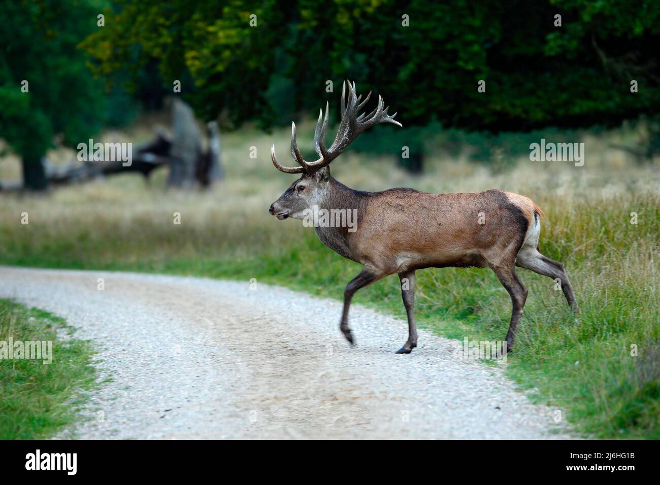 Bellow majestic powerful adult red deer crossing the road, Dyrehave ...