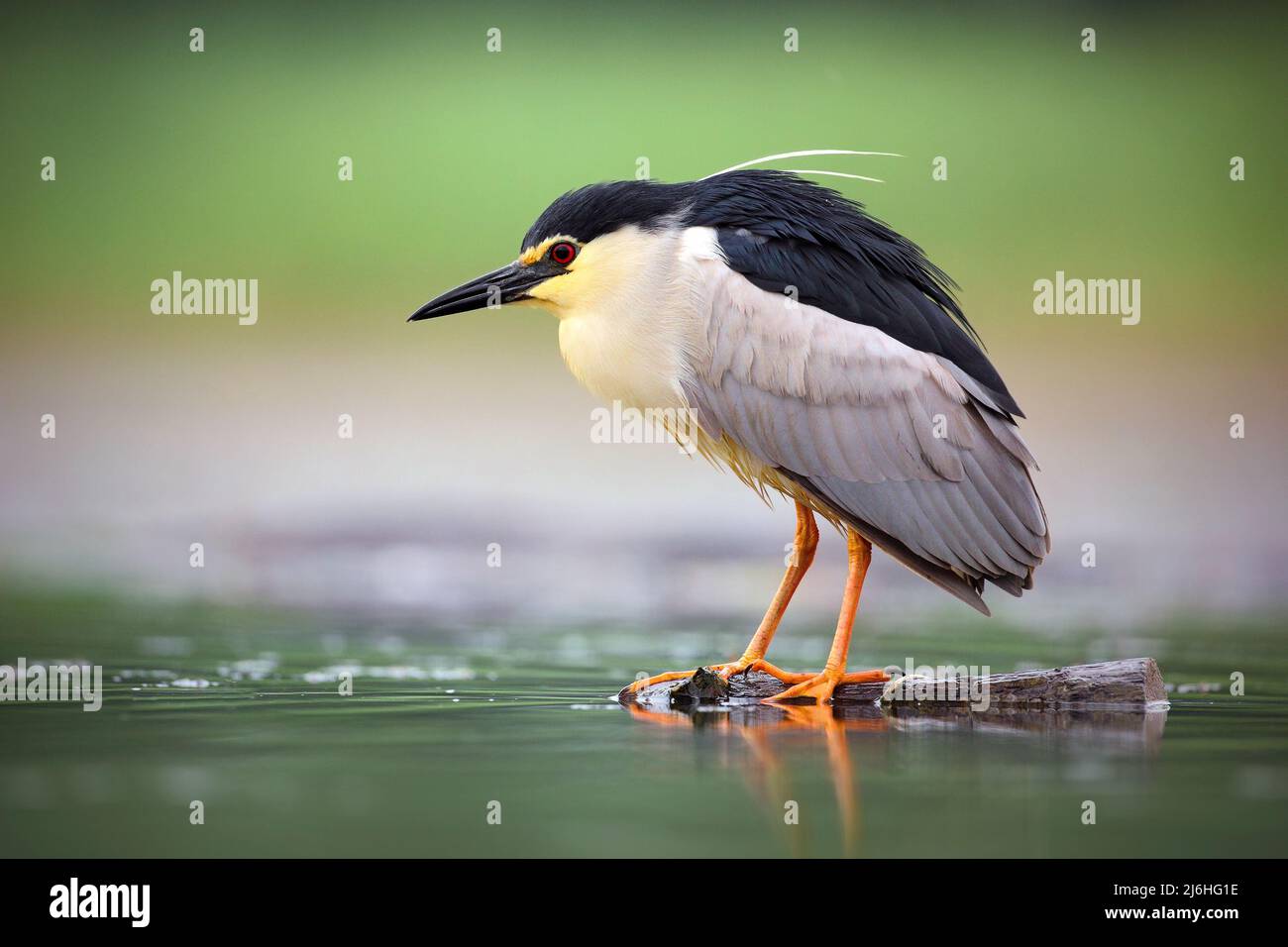 Night heron, Nycticorax nycticorax, grey water bird sitting in the ...