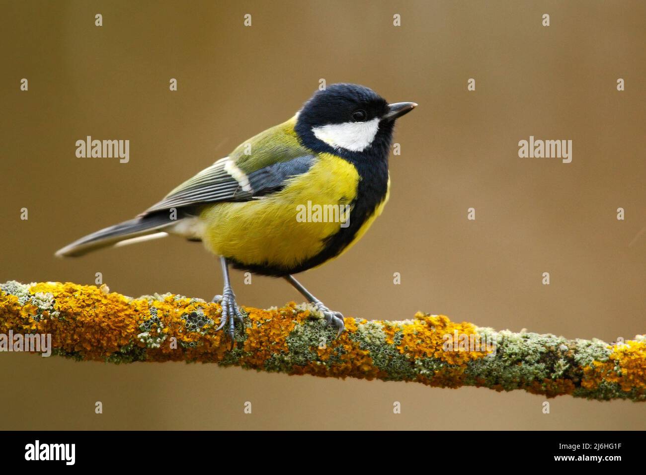 Great Tit, Parus major, black and yellow songbird sitting on the nice ...