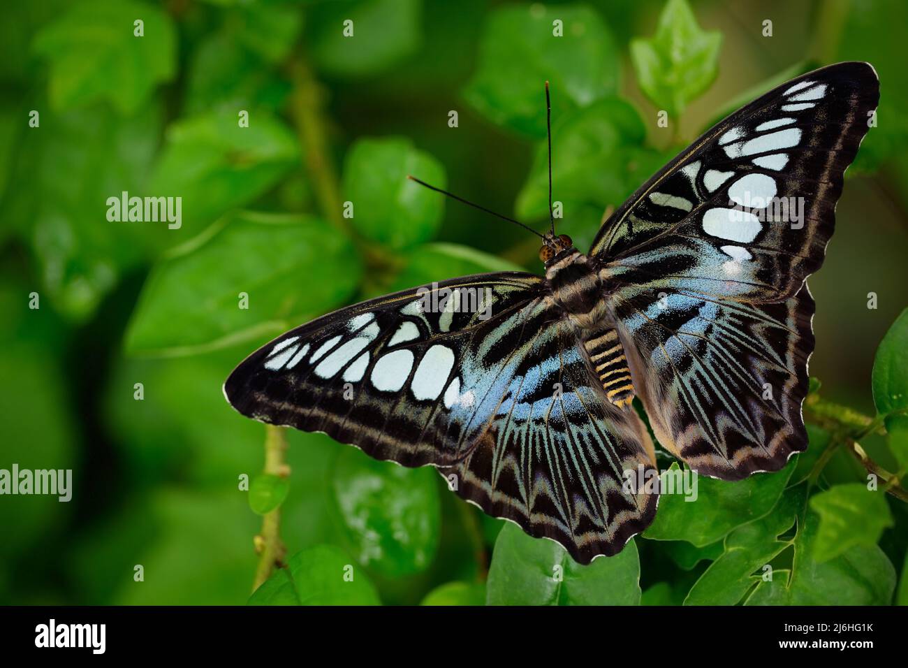 Beautiful butterfly, Clipper, Parthenos sylvia. Butterfly resting on ...