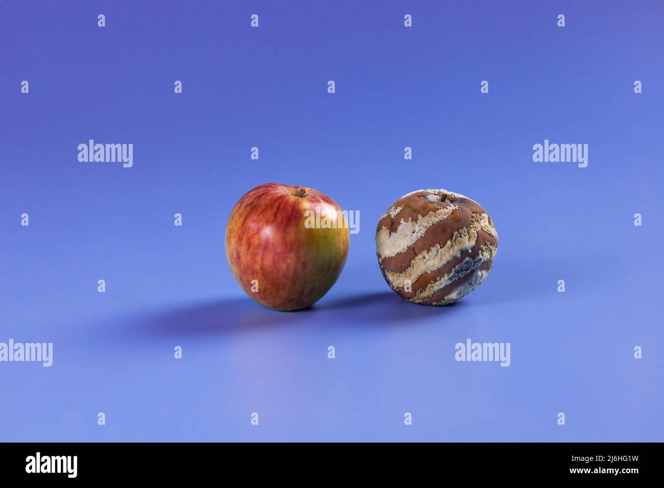Apple with mold and fresh apple on violet background - mold growth and ...