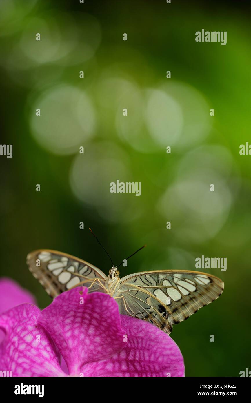 Beautiful butterfly, Clipper, Parthenos sylvia. Butterfly resting on ...