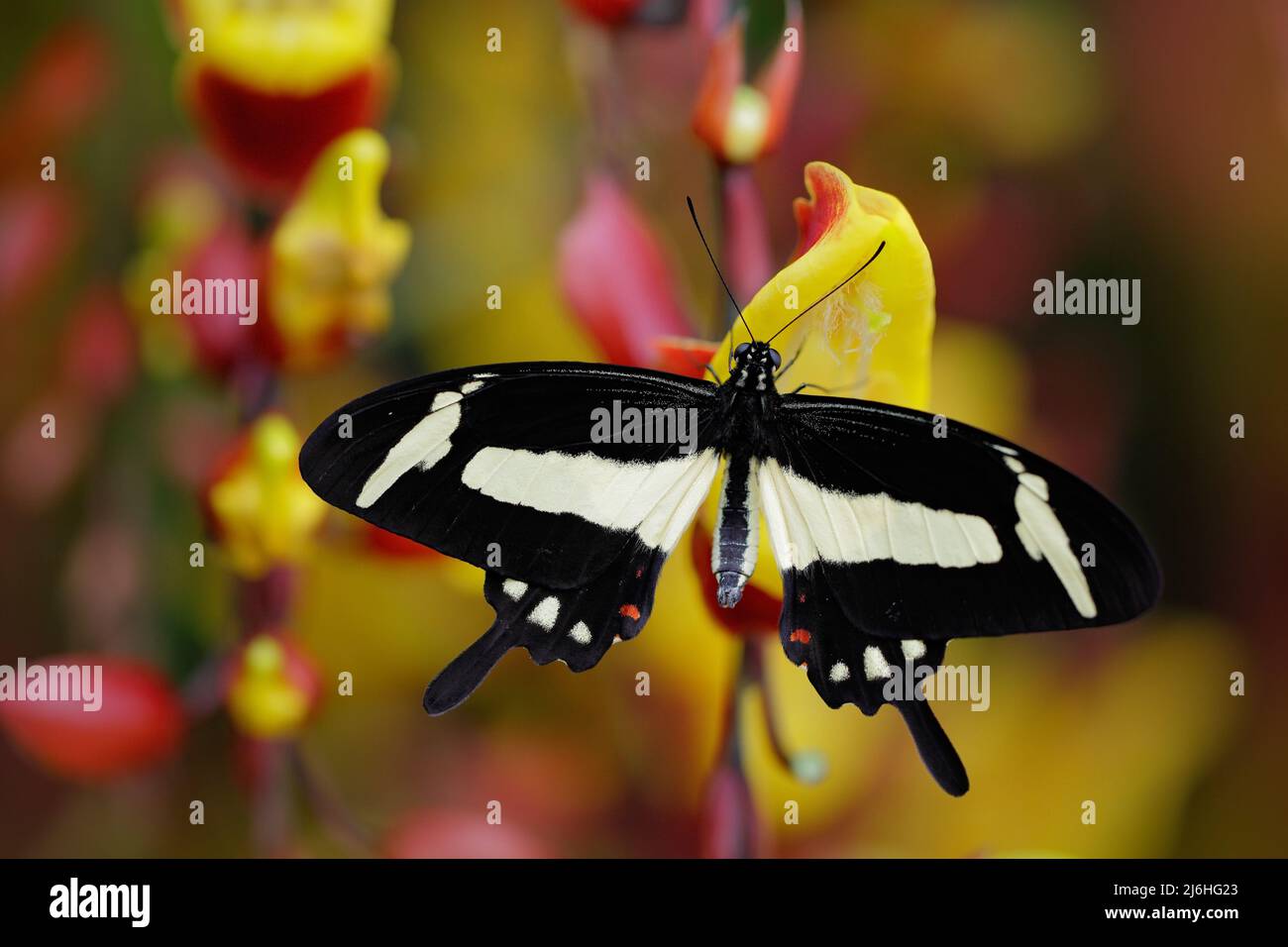 Black and white swallowtail butterfly. Insect in the nature habitat ...