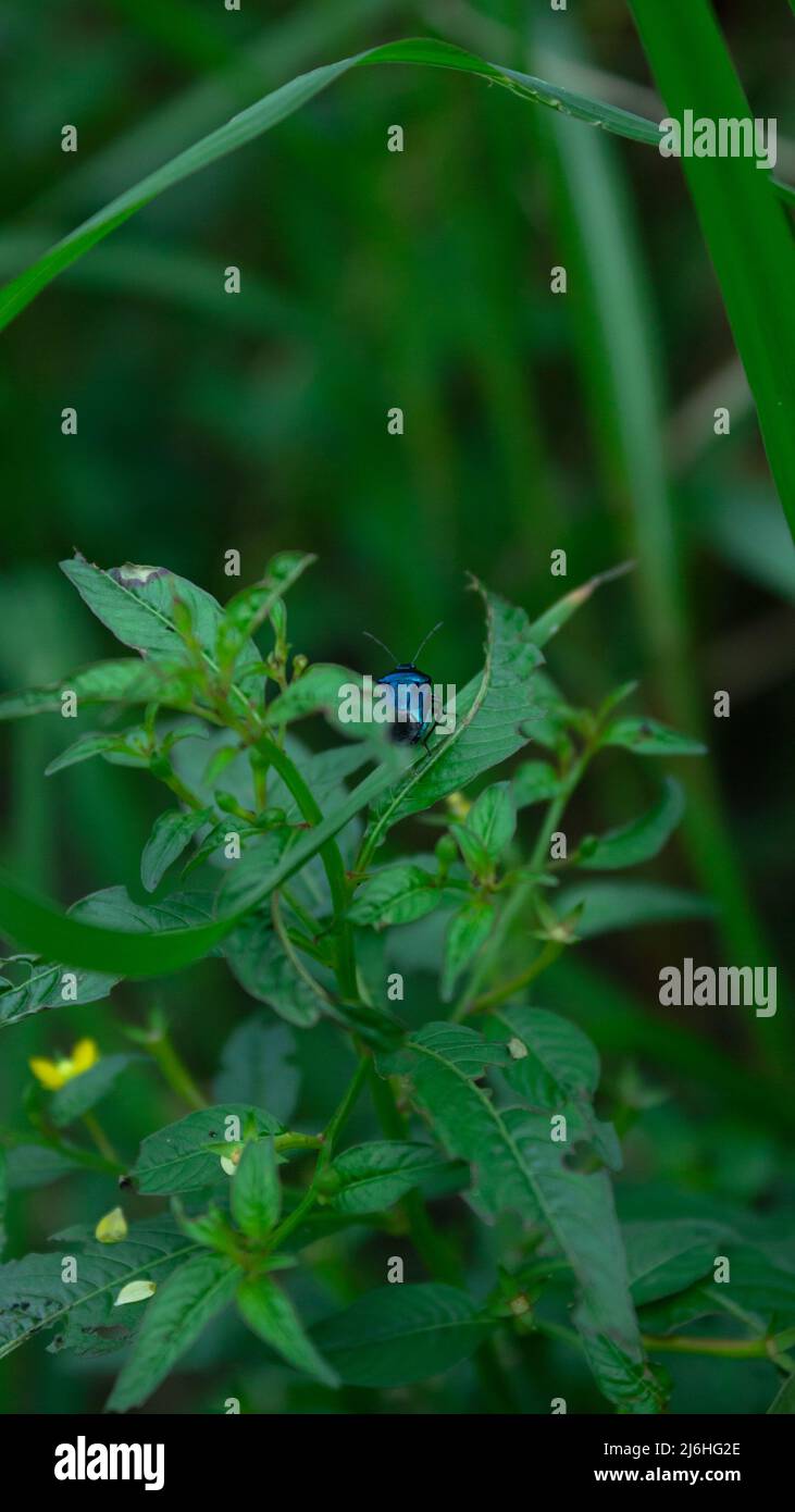 Blue shieldbug (Zicrona caerulea) on its host plant on the edge of the ...
