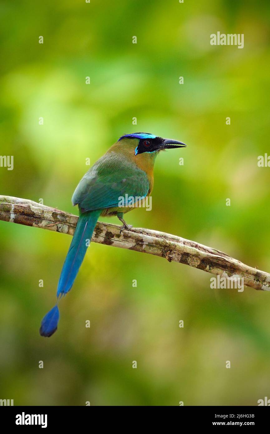 Blue-crowned Motmot, Momotus momota, portrait of nice big bird wild ...