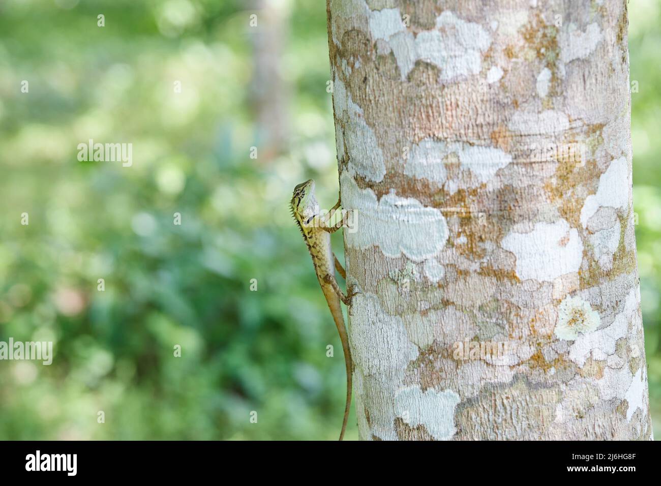 Striped lizard on tree hi-res stock photography and images - Alamy