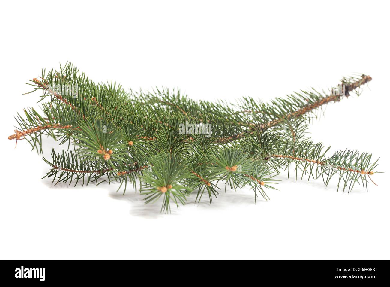 Fir tree branch isolated on white Stock Photo - Alamy
