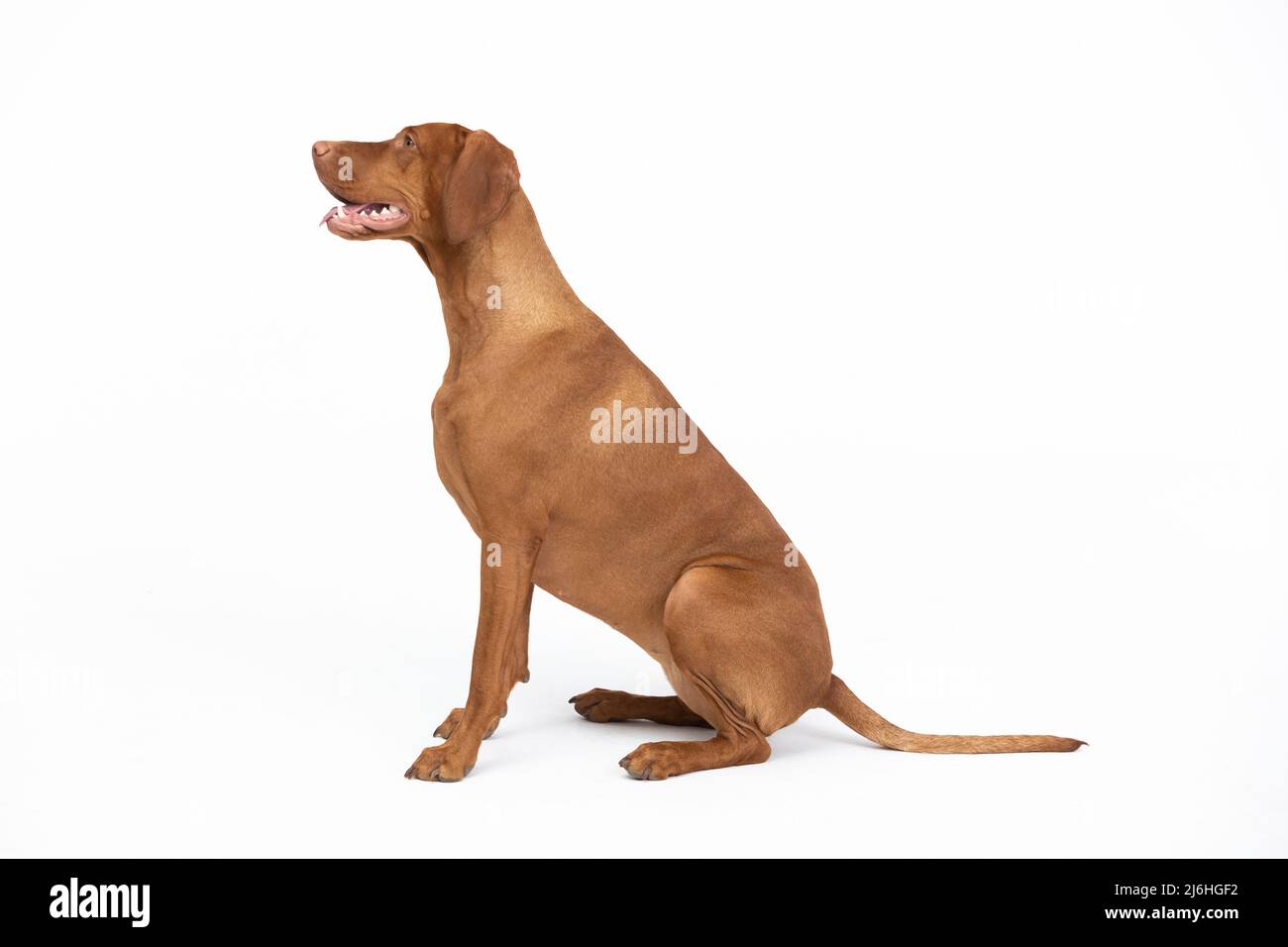Hungarian stallion sitting on white background. Hunting dog Stock Photo ...