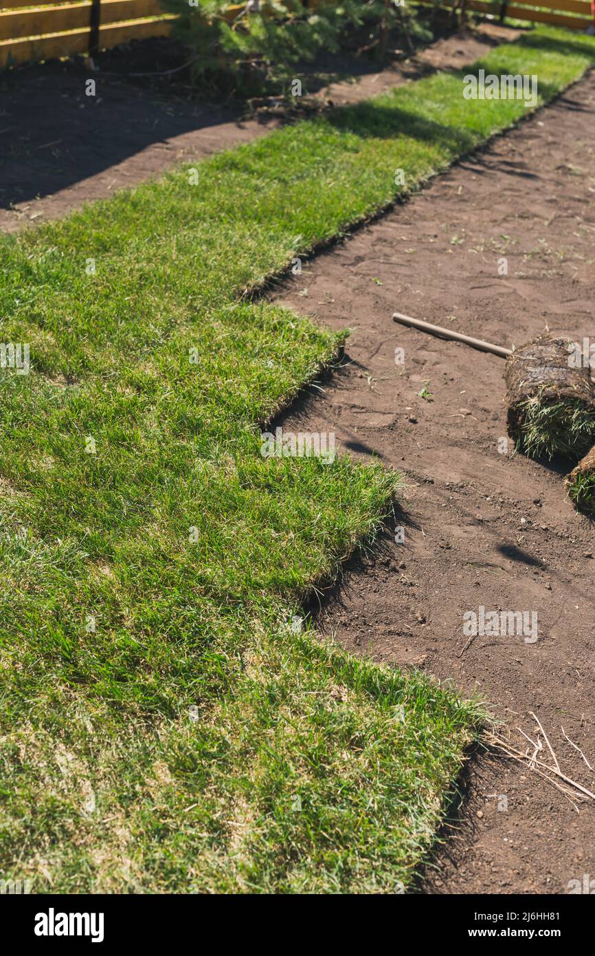 Laying sod for new garden lawn - turf laying concept Stock Photo - Alamy