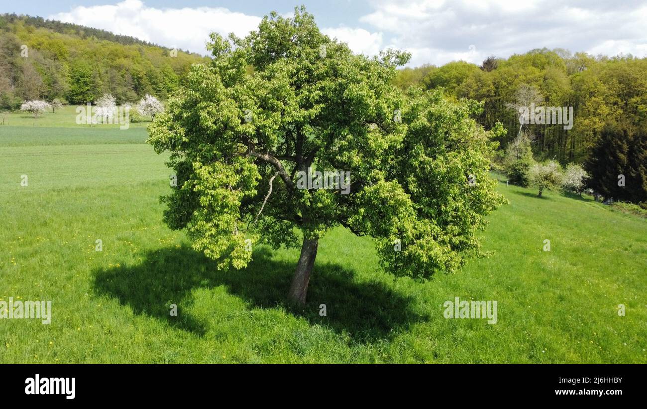 Drone flight Fruit tree isolated in spring Stock Photo - Alamy