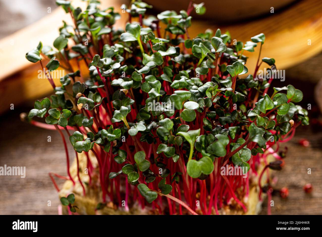 Radish microgreens hi-res stock photography and images - Alamy