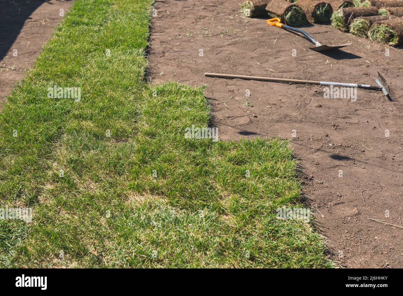 Laying sod for new garden lawn - turf laying concept Stock Photo - Alamy