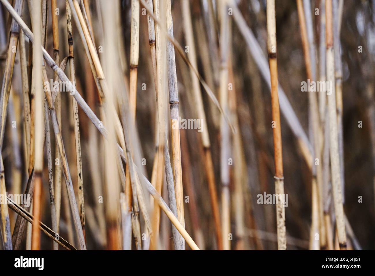 Dry autumn reeds. Reed texture Stock Photo - Alamy