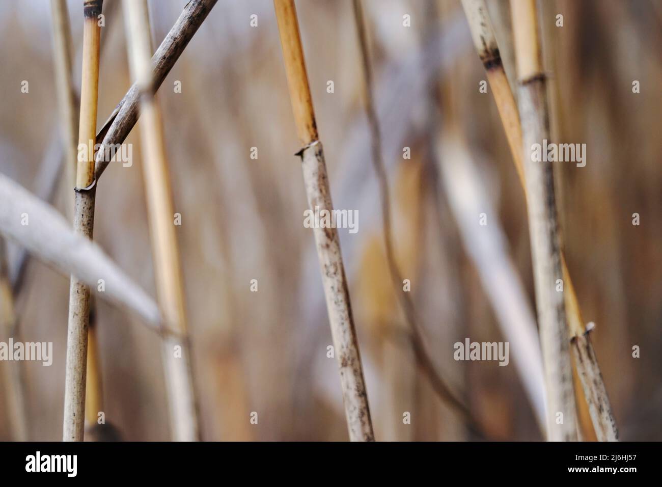 Reed texture hi-res stock photography and images - Alamy