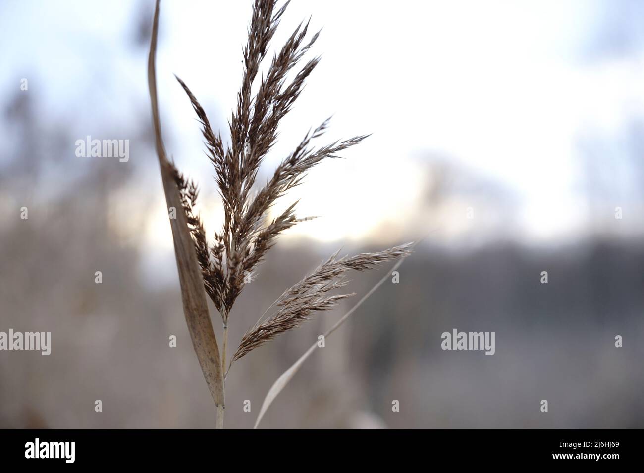 Reed texture hi-res stock photography and images - Alamy