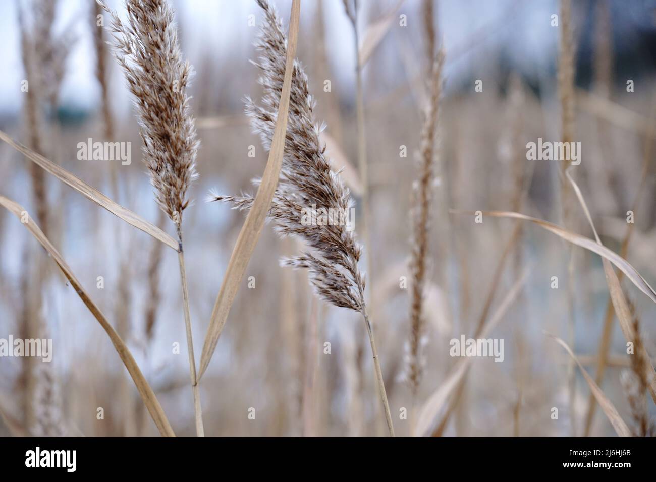 Reed texture hi-res stock photography and images - Alamy