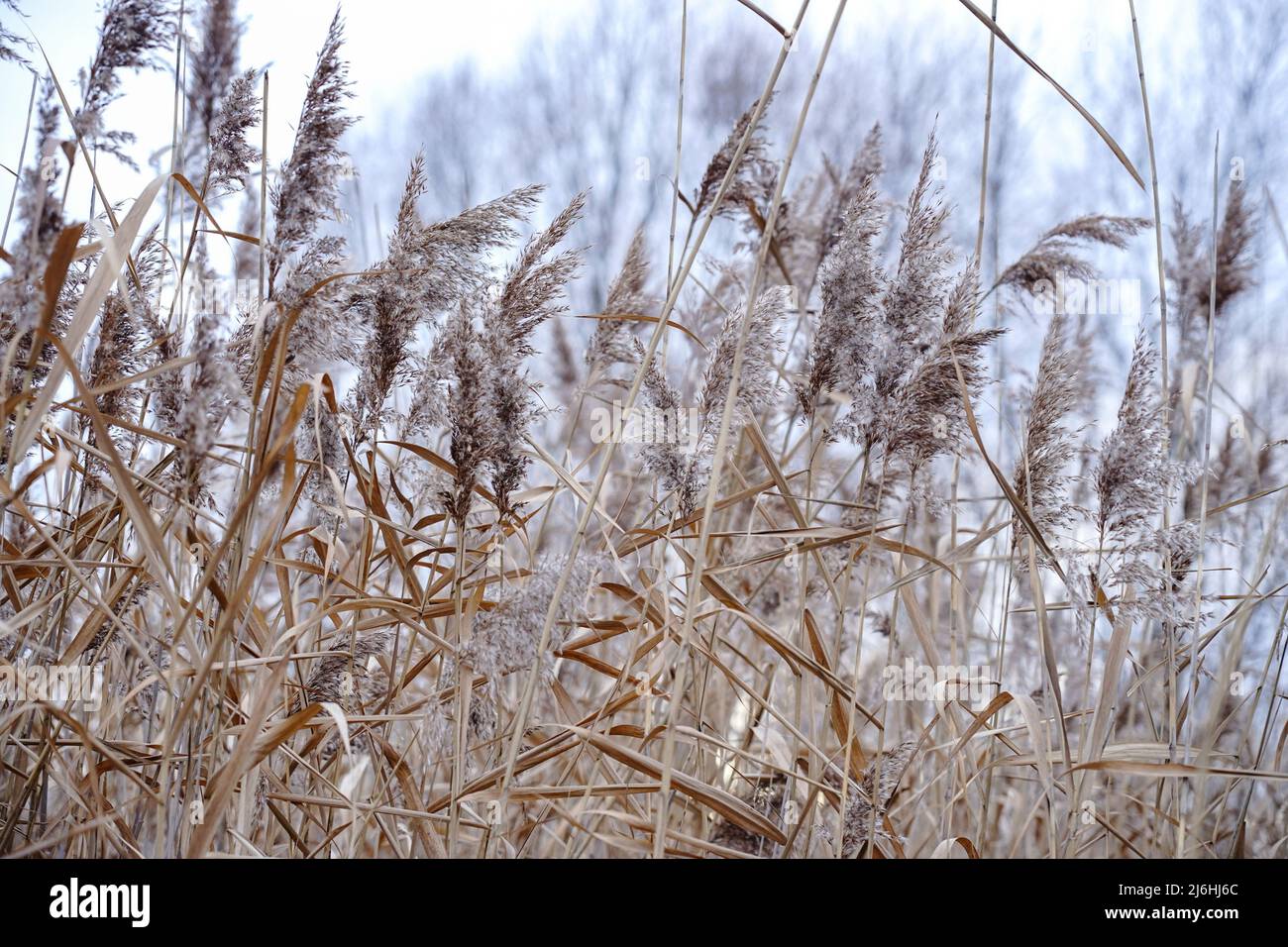 Dry autumn reeds. Reed texture Stock Photo - Alamy