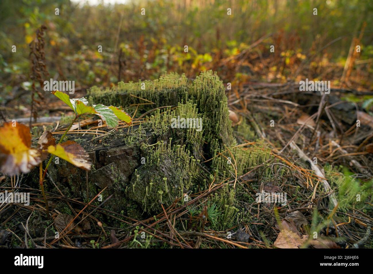 Moss life cycle hi-res stock photography and images - Alamy
