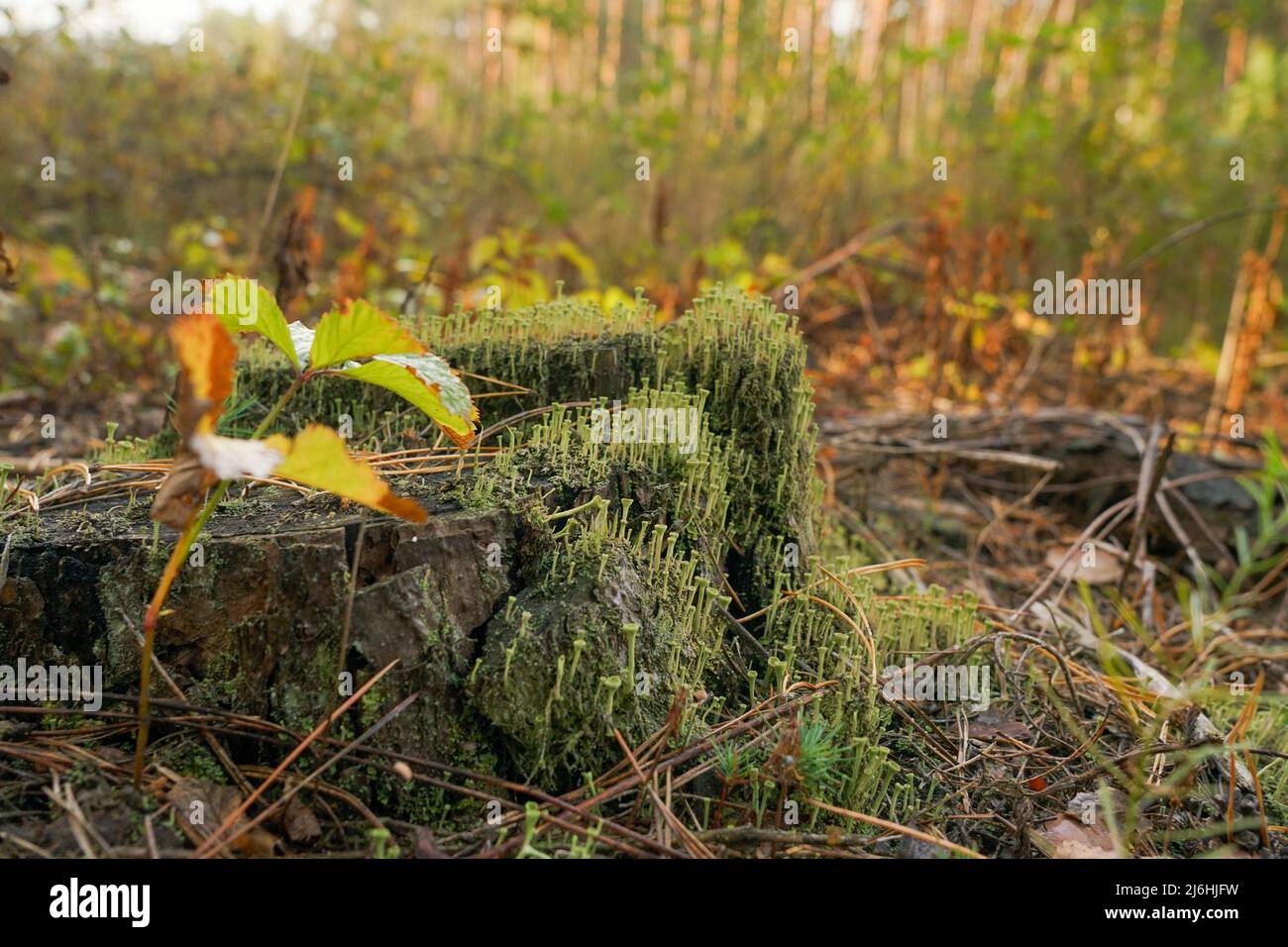 Green moss with spores on the stump. Moss bloom Stock Photo - Alamy