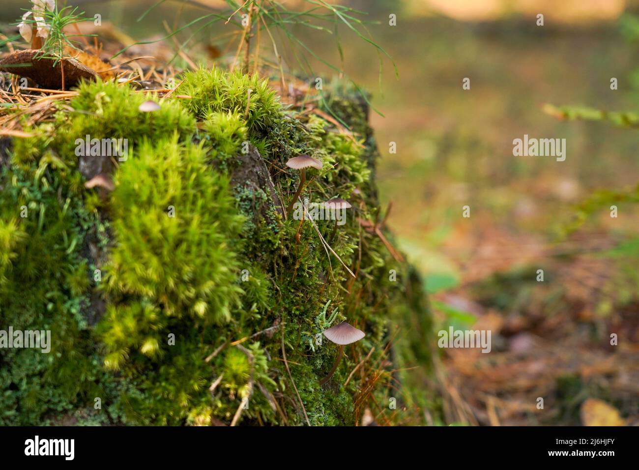 Green moss with spores on the stump. Moss bloom Stock Photo - Alamy