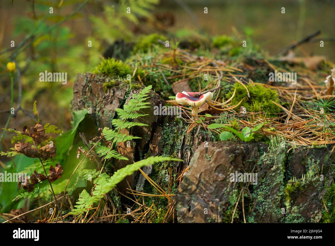 Briar moss hi-res stock photography and images - Alamy