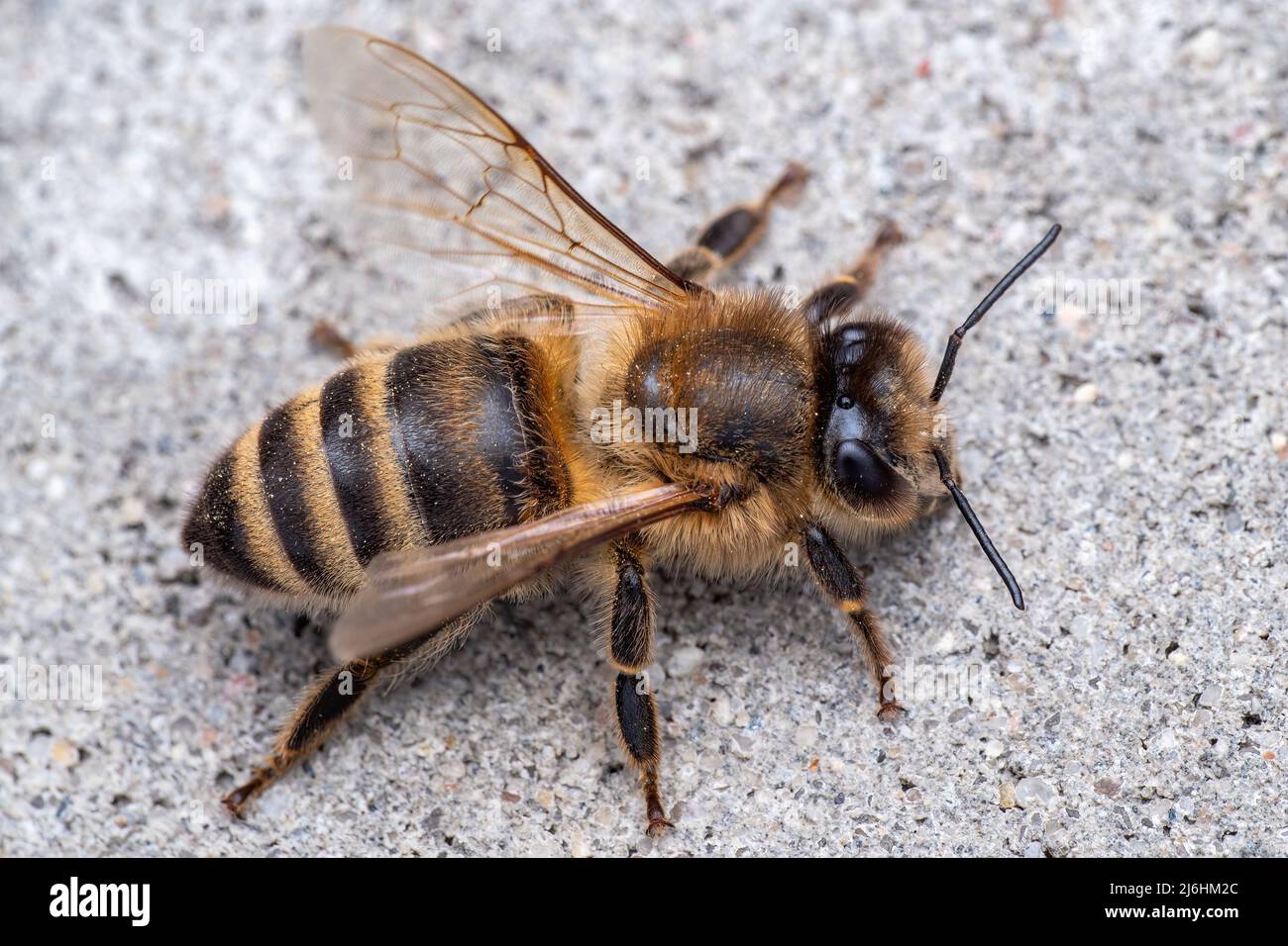 Bee or honey bee on the grey background Stock Photo - Alamy