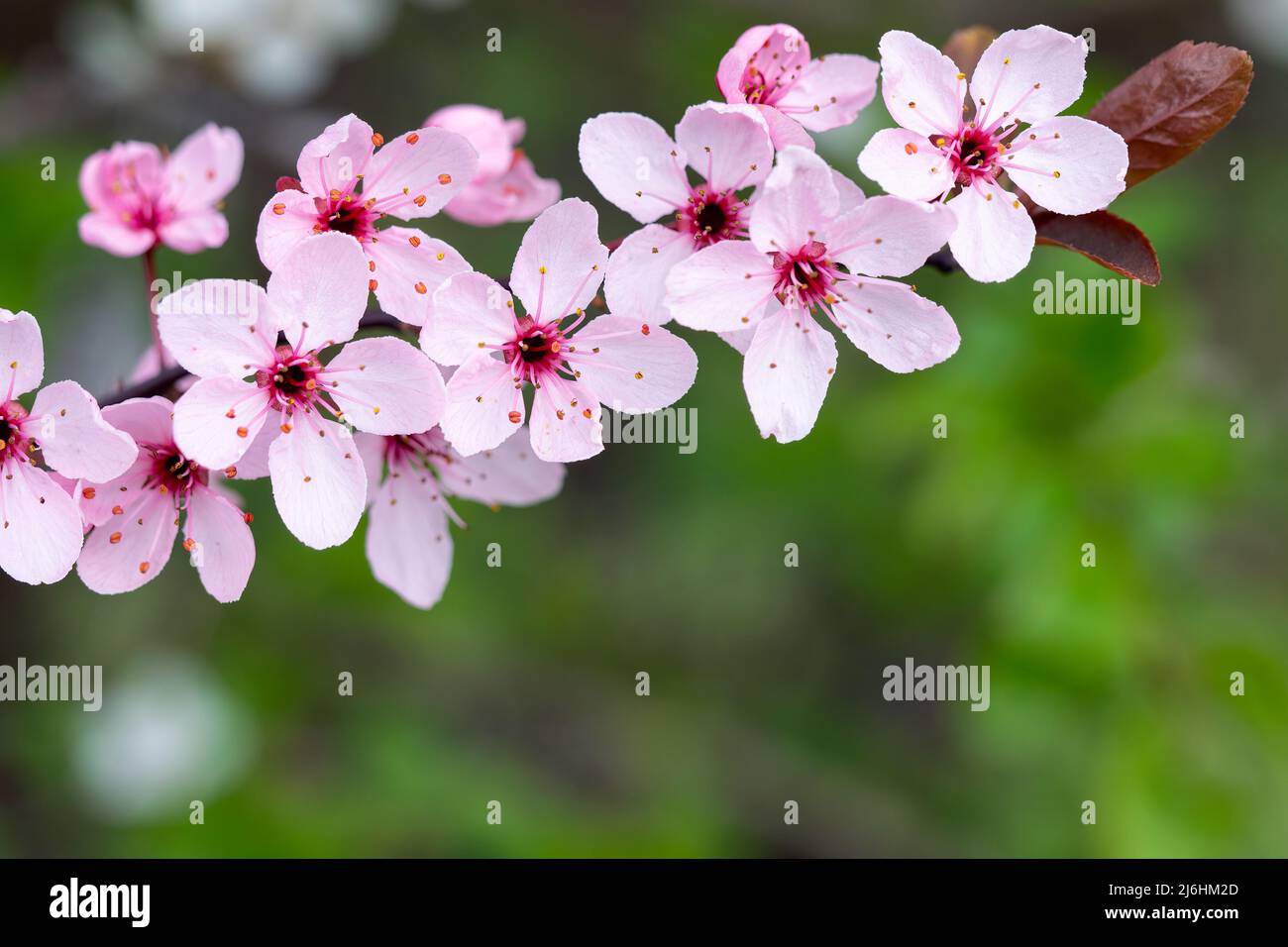 Cherry blossom branch in spring Stock Photo - Alamy