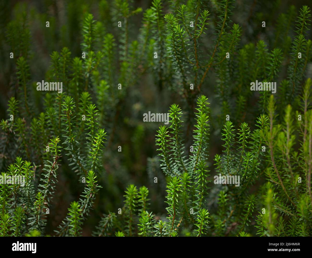 Flora of Tenerife - Erica arborea, Tree Heather Stock Photo - Alamy