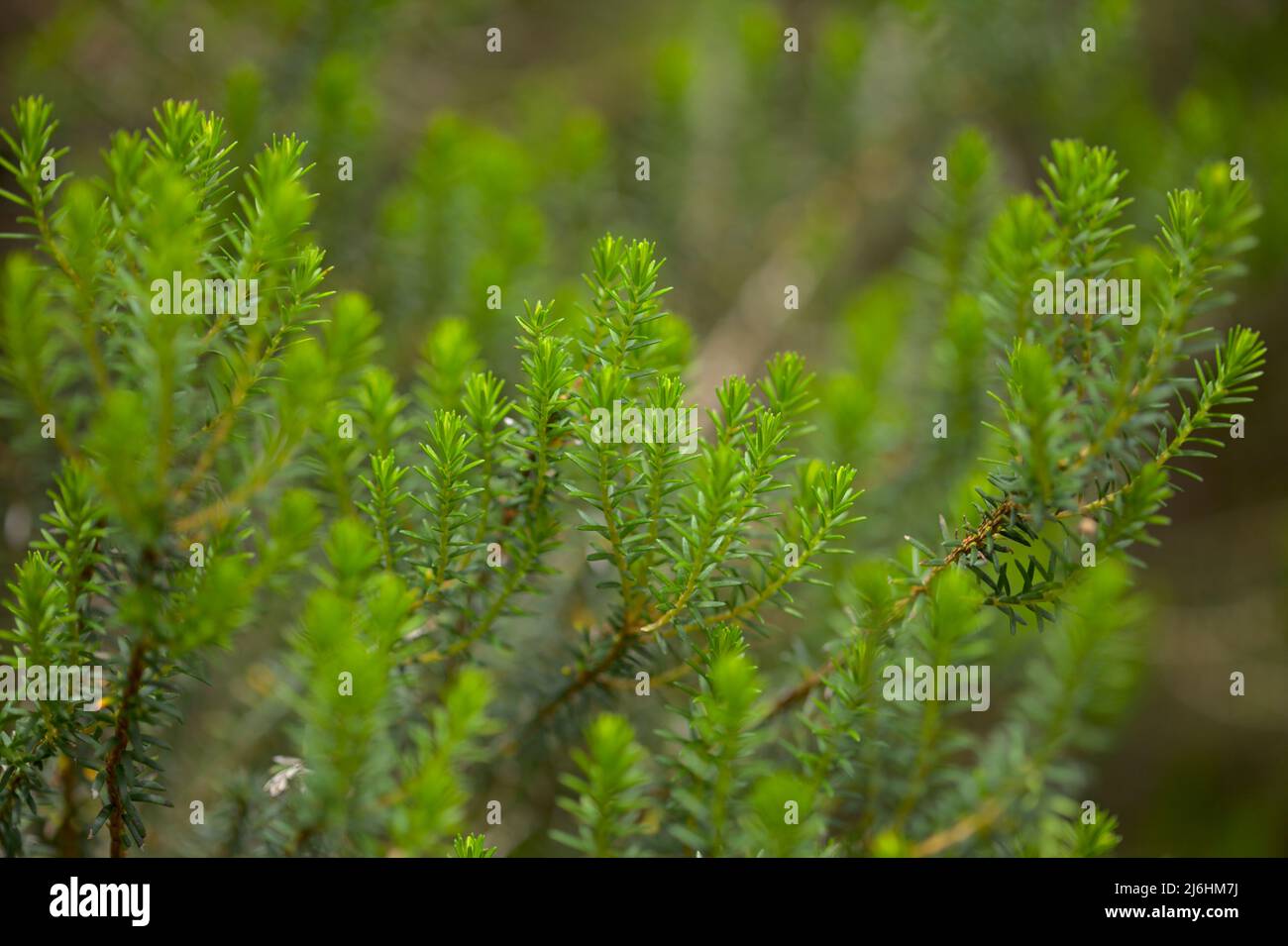 Flora of Tenerife - Erica arborea, Tree Heather Stock Photo - Alamy
