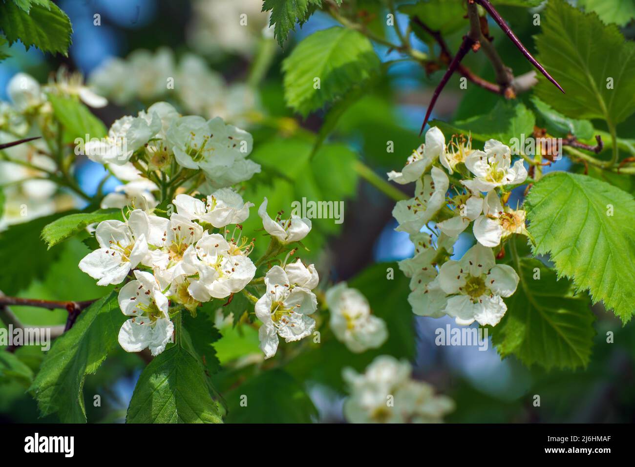 Lush blooming hawthorn tree hi-res stock photography and images - Alamy