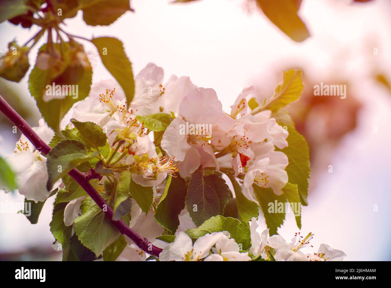 White flowers of an apple tree on a branch in a garden in sunlight ...