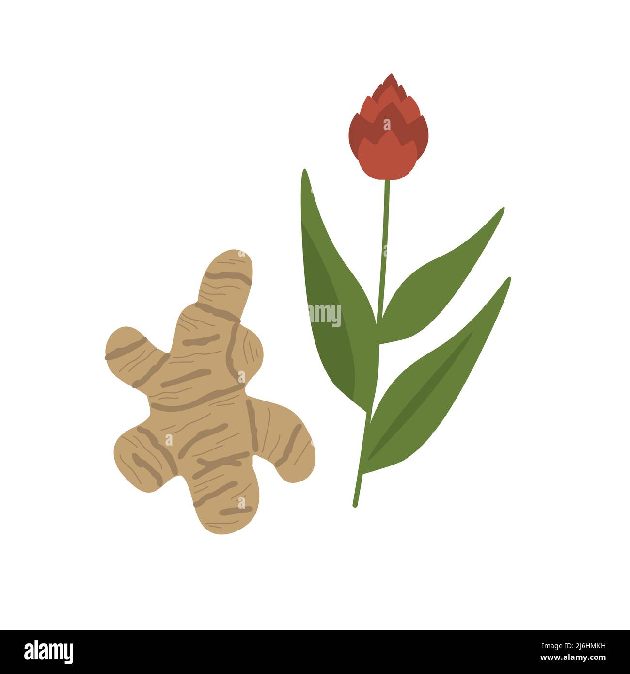 Ginger vector isolated plant and root Stock Vector Image & Art - Alamy