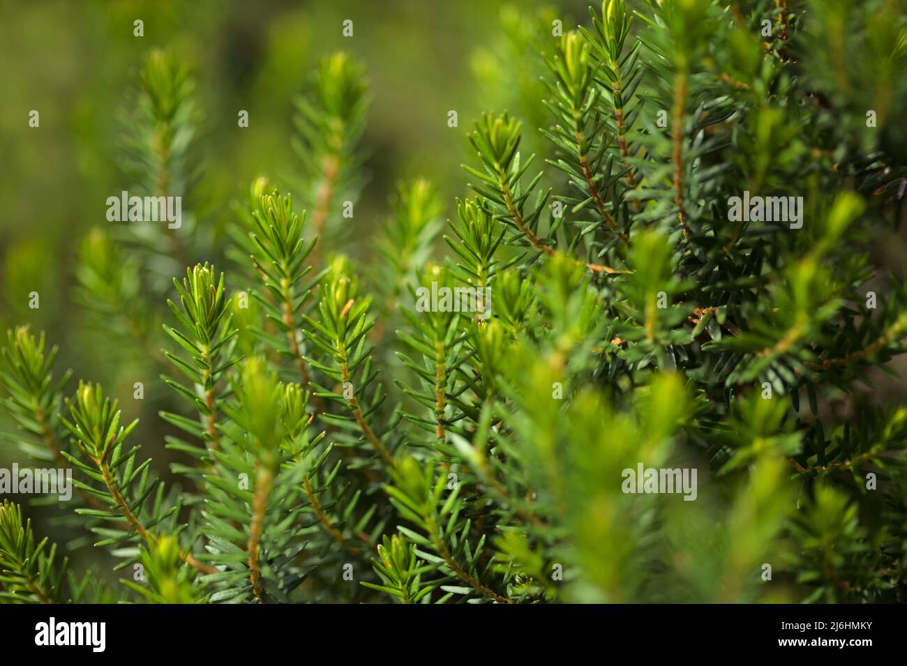 Flora of Tenerife - Erica arborea, Tree Heather Stock Photo - Alamy