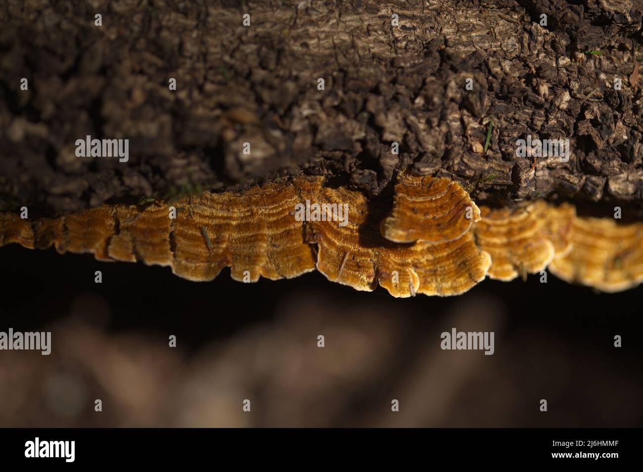 Biome of Tenerife - Turkey tail fungi, Trametes versicolor, on old tree ...
