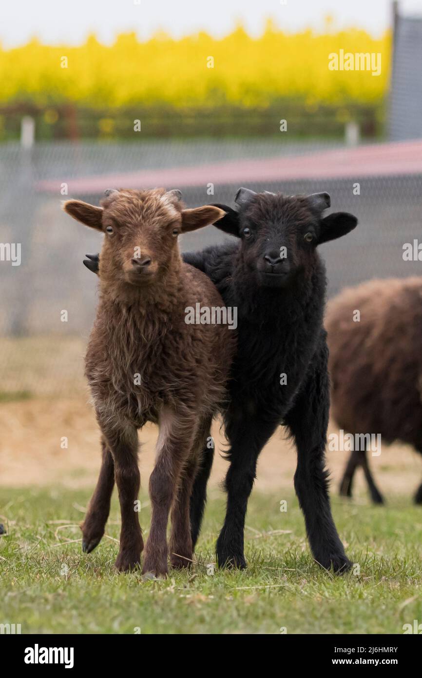 Best Buddies hugging each other Stock Photo - Alamy