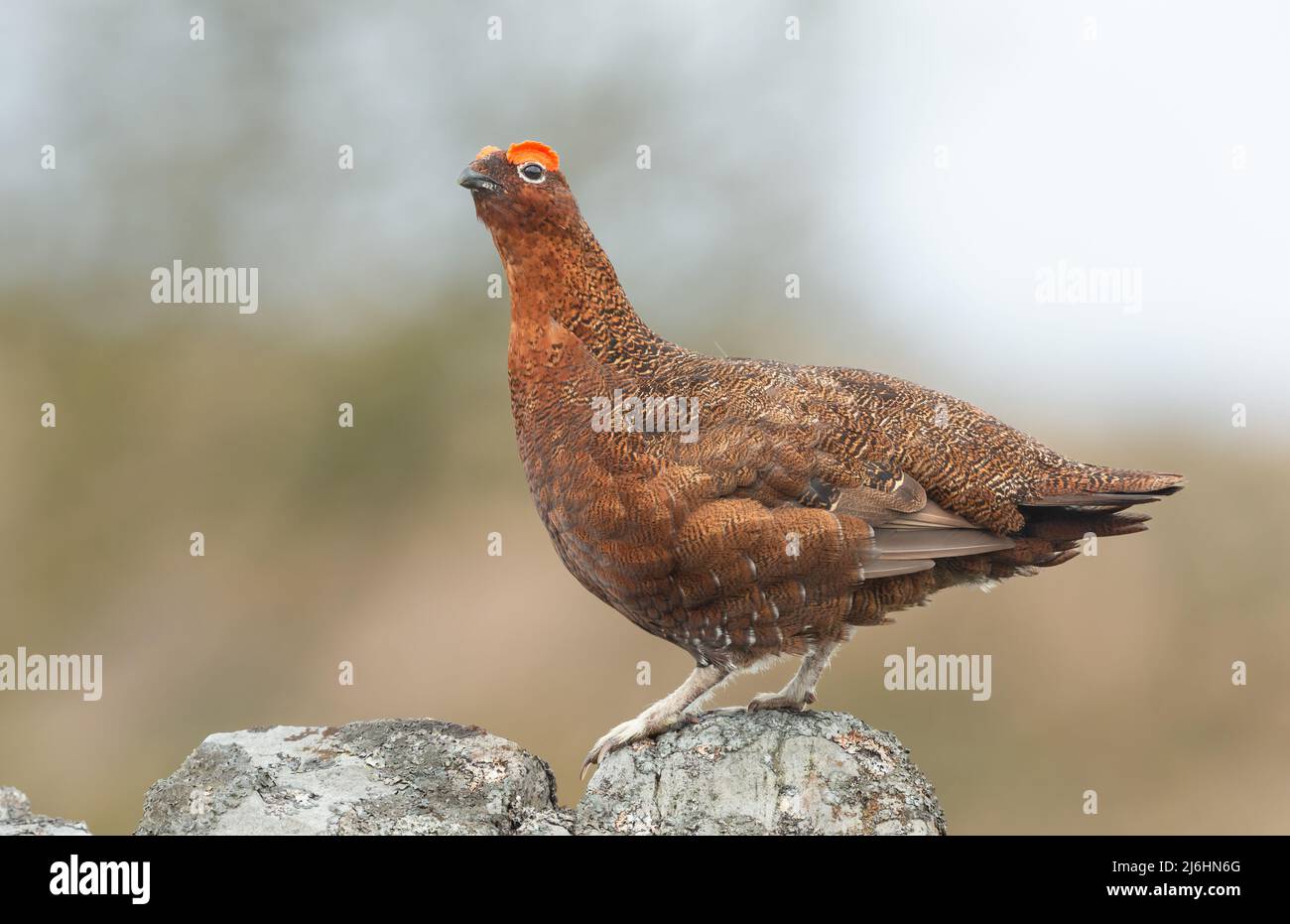 Red Grouse, Scientific name: Lagopus Lagopus. Male Red Grouse with ...
