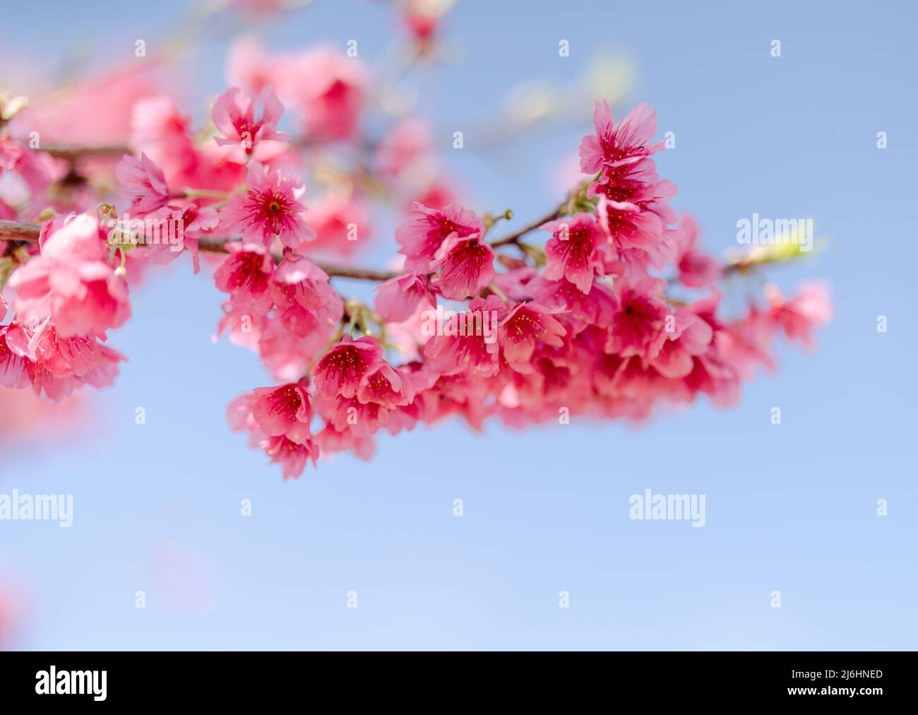 Hikanzakura, also known as the Ryukyu kanhizakura Cherry blossom in ...