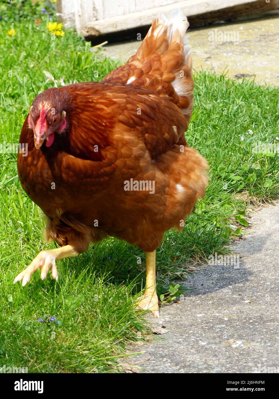 Freeranging hen hi-res stock photography and images - Alamy
