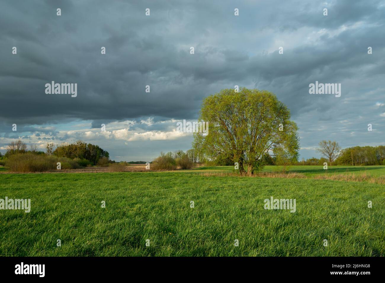Tree cloudy sky cloud sky hi-res stock photography and images - Alamy
