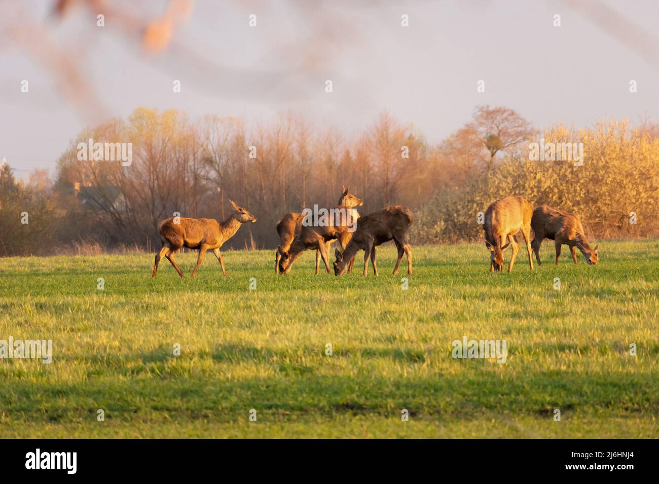 Spring wildlife hi-res stock photography and images - Alamy