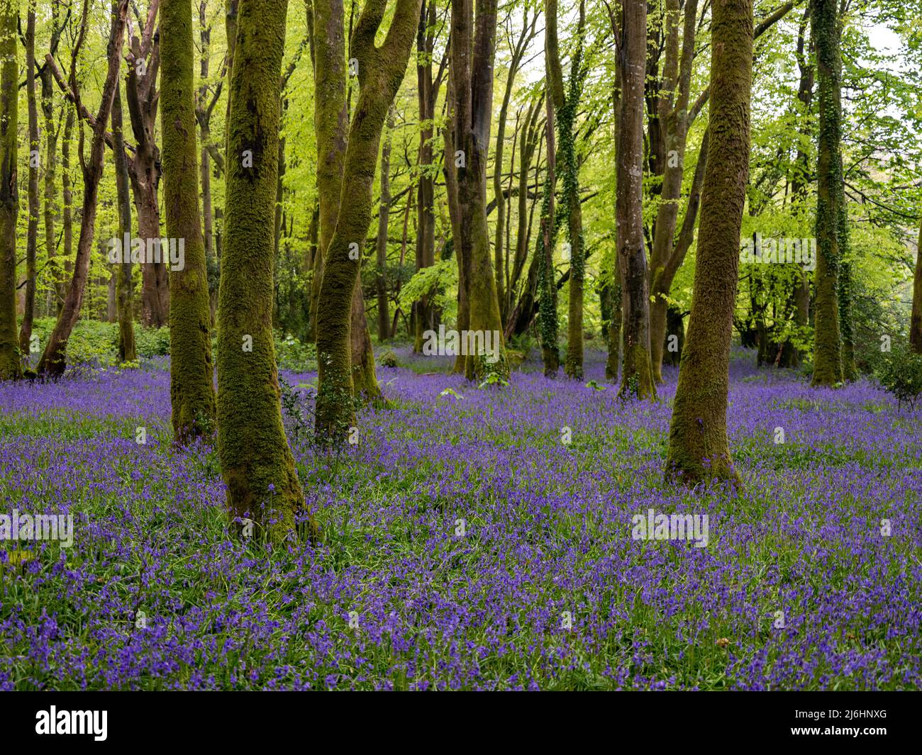 bluebell wood cornwall england uk in the forest Stock Photo - Alamy