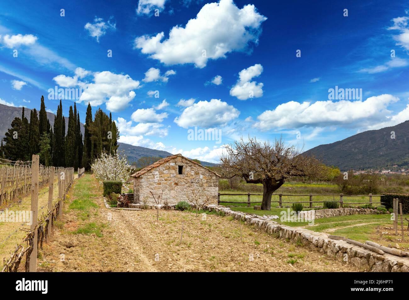 Old stone farm barn in spring vineyard Stock Photo - Alamy